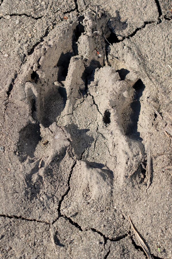 Trace from a Dog on Clay Soil Stock Photo - Image of land, climate ...