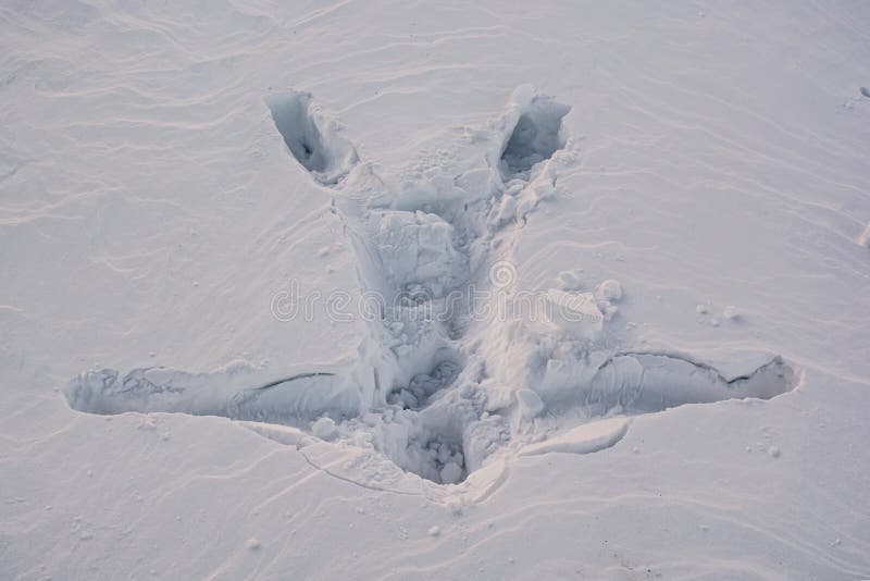Trace of Arms and Legs in the Snow Stock Image - Image of feet ...