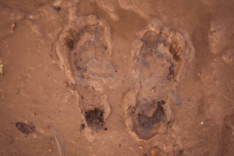 Trace of the Human Foot on the Sand Stock Photo - Image of explore ...