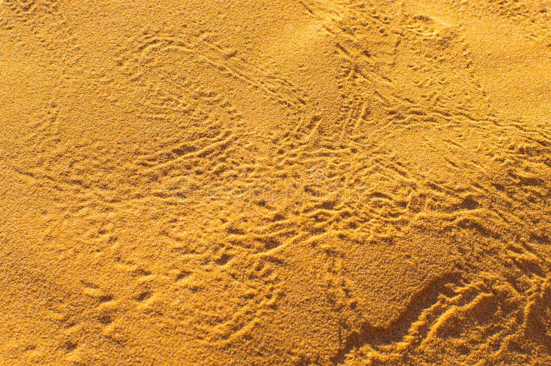 120 Insect Footprints Stock Photos - Free & Royalty-Free Stock Photos ...