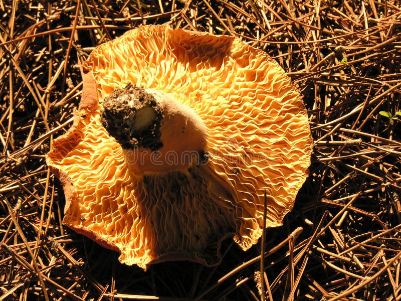 Inverted Mushroom - Image stock image. Image of natural - 135705685