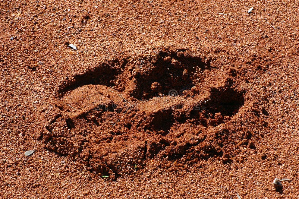 Trace legs of kangaroo stock image. Image of foot, imprint - 29271841