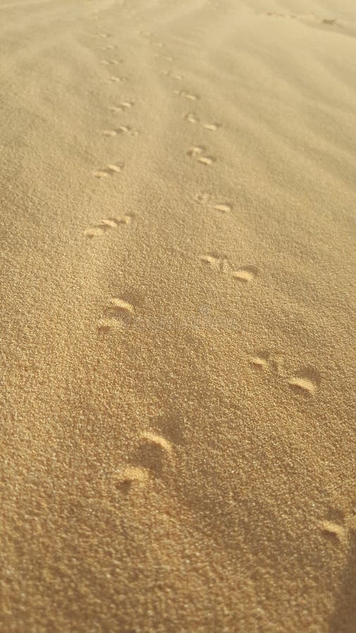Trace of Scorpio Walk Around on the Sand Stock Image - Image of travel ...