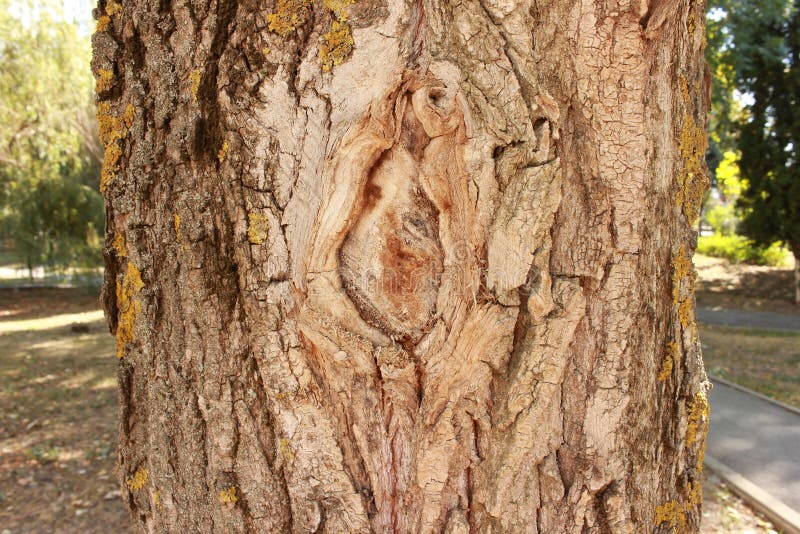 Scar on the old brown tree stock photo. Image of nature - 126889562