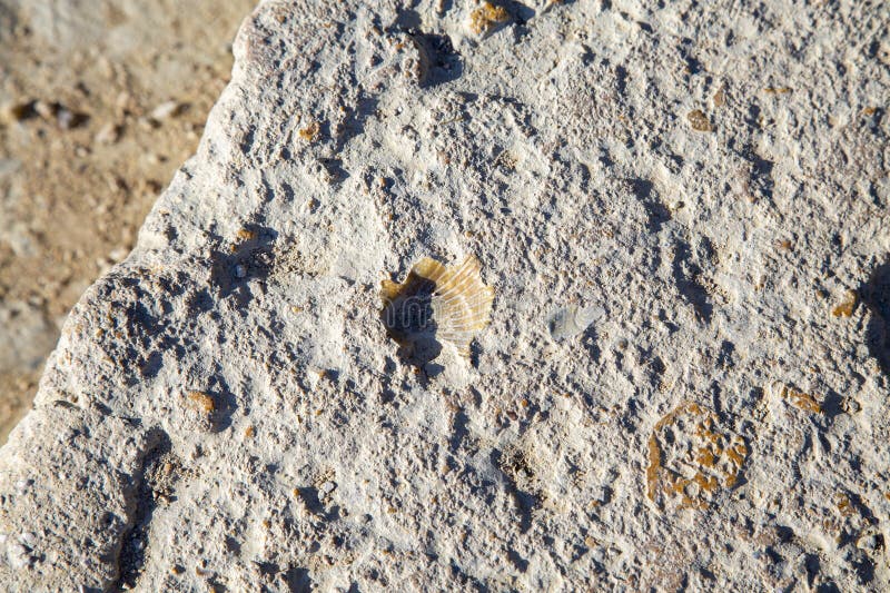 Trace of a Shell in Big Stone Block Stock Image - Image of trace, lava ...