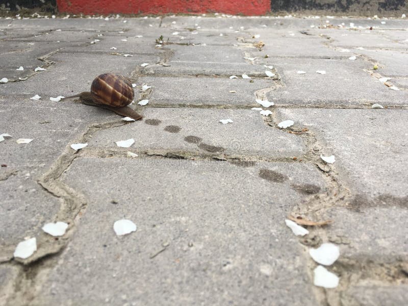 Snail Trace stock photo. Image of keong, goldensnail - 234310782
