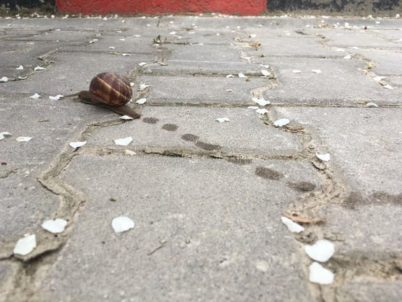 Trace of stock photo. Image of moving, trace, leaving - 123370704