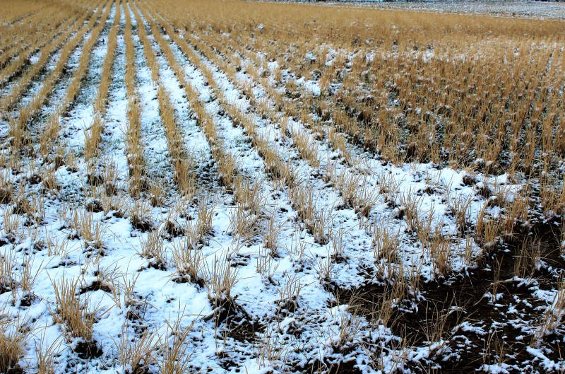 A rice paddy in winter stock image. Image of outdoor - 108993375