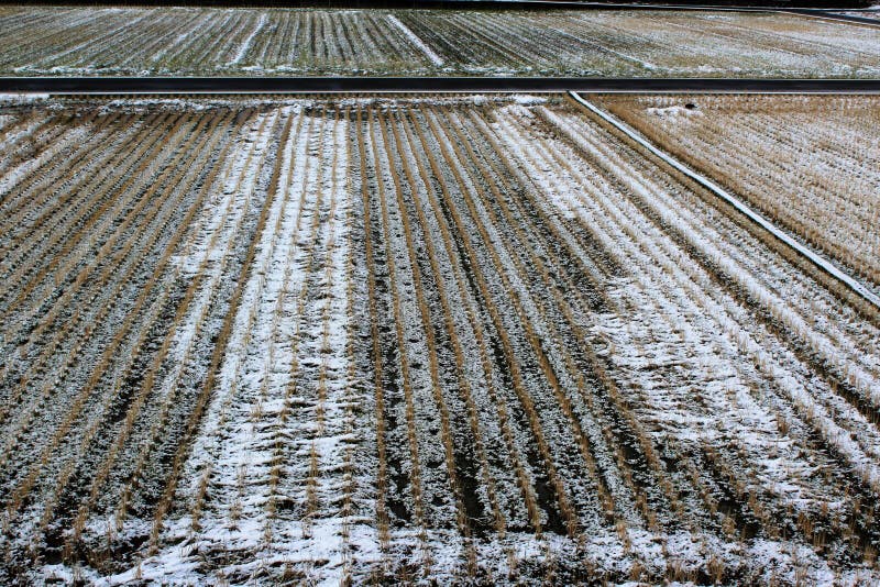 A rice paddy in winter stock photo. Image of january - 108993610