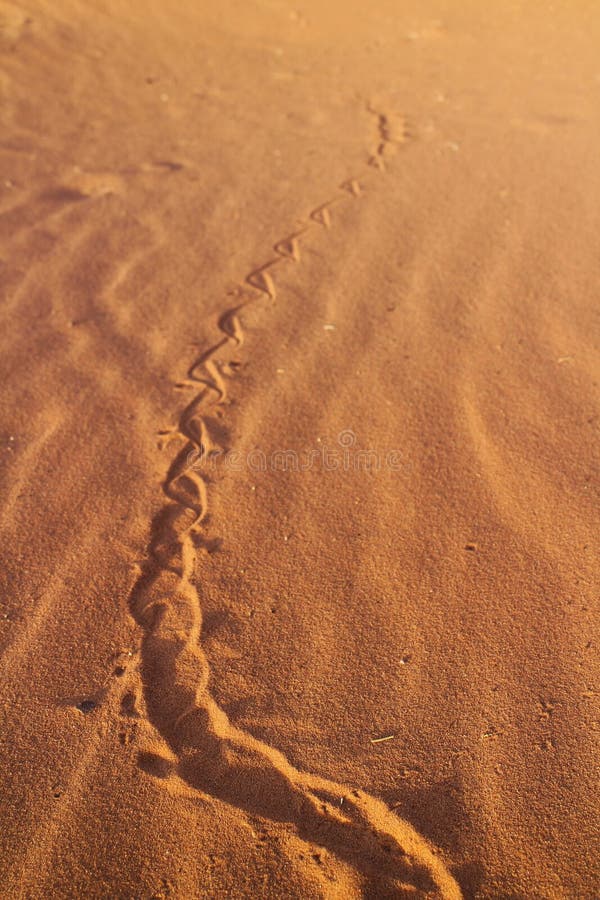 Trace of a Desert Creature in Wadi Rum, Jordan Stock Photo - Image of ...