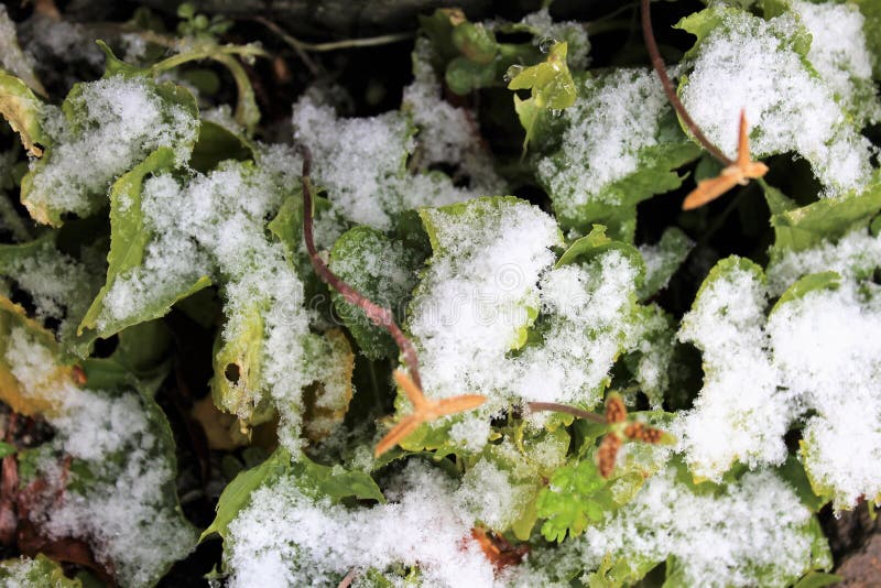 Snow on plants stock photo. Image of nature, landscape - 108854214
