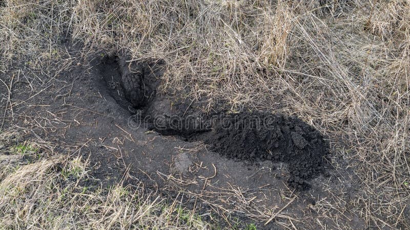 Traces of an Animal Digging Stock Image - Image of flower, hole: 207492321