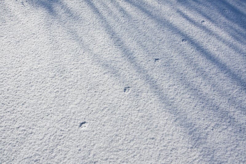 Traces of the animal stock image. Image of shadows, tracks - 35230831