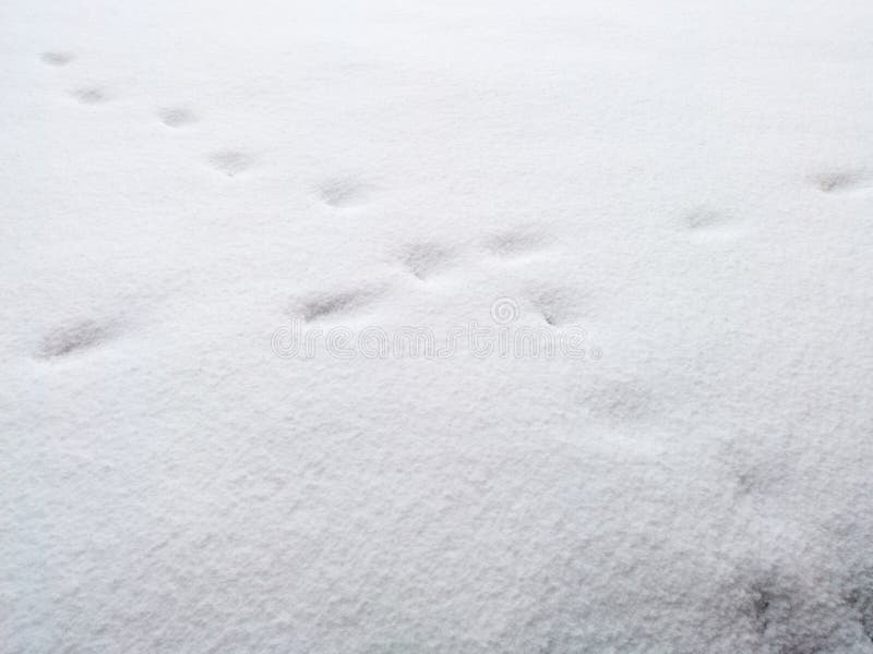 Traces of an Animal in the Snow, Abstract Nature Stock Photo - Image of ...