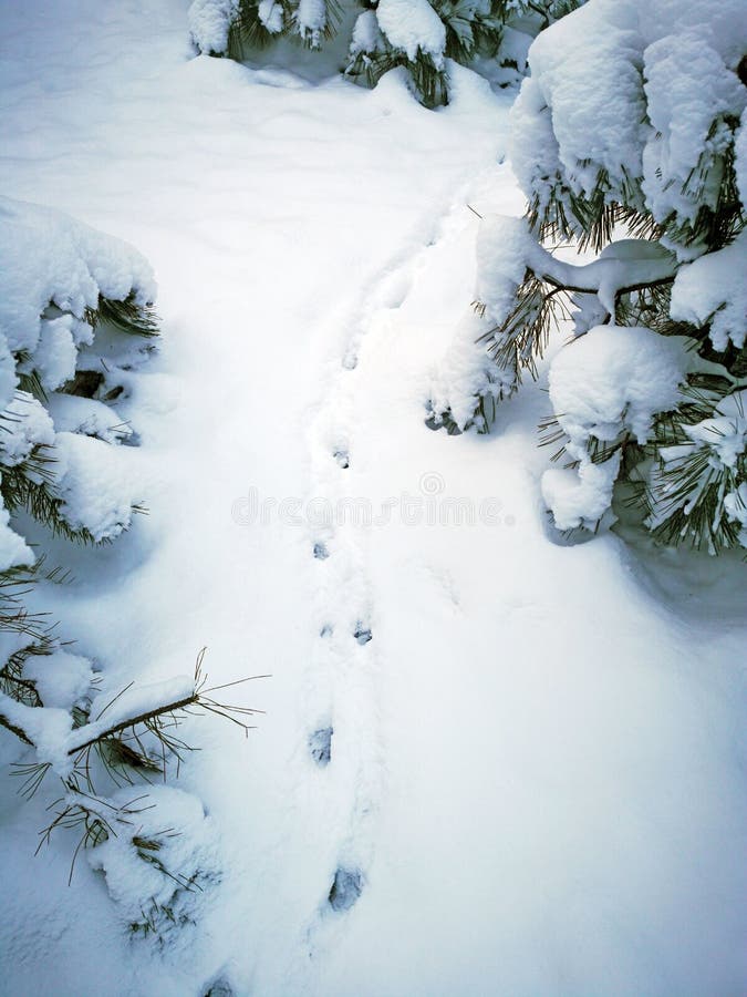 Traces of Animals in Fresh Deep Snow. Footprints in the Snow Stock ...