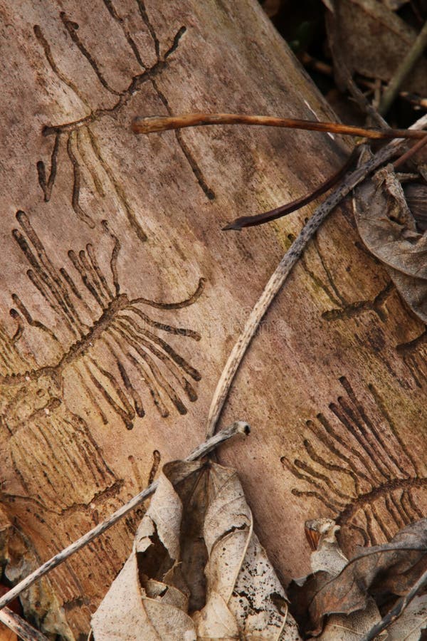 Traces from bark beetles stock image. Image of trace - 113421137