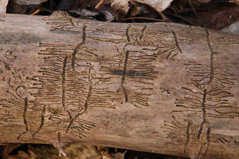 Traces from bark beetles stock photo. Image of habitat - 113421062
