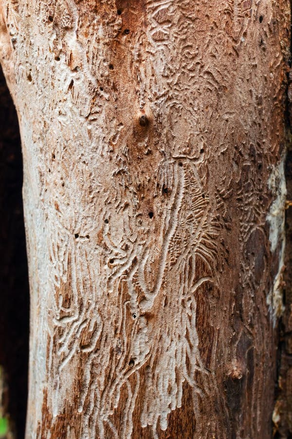 Traces of Bark Beetles on a Tree Trunk Under the Bark, Small Tunnels in ...