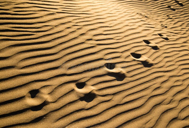 Traces of the Beast on the Sand in the Desert Stock Image - Image of ...