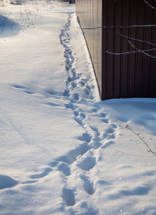 Traces of the Beast in the Snow As a Background. Stock Image - Image of ... Traces of the Beast in the Snow As a Background. Stock Image - Image of ...