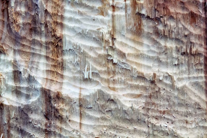 Traces of beaver teeth stock photo. Image of biting - 236395298