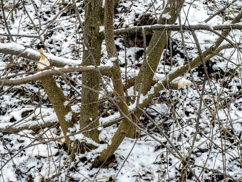 Traces of Beaver Work, Gnawed Tree Branches Stock Photo - Image of ...