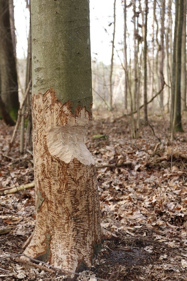 Traces of beavers stock image. Image of beaver, tree - 357778869