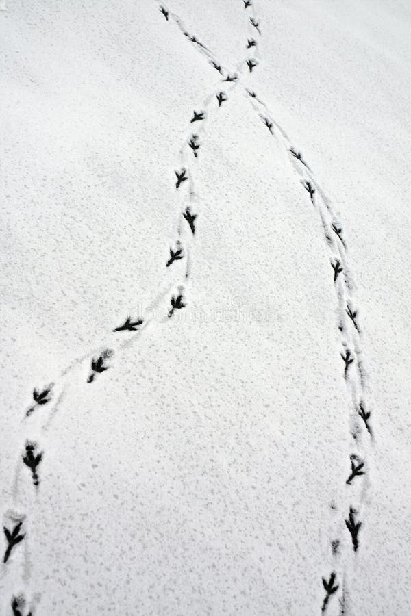 Geese Tracks on Snow stock photo. Image of wildlife, snow - 38406152