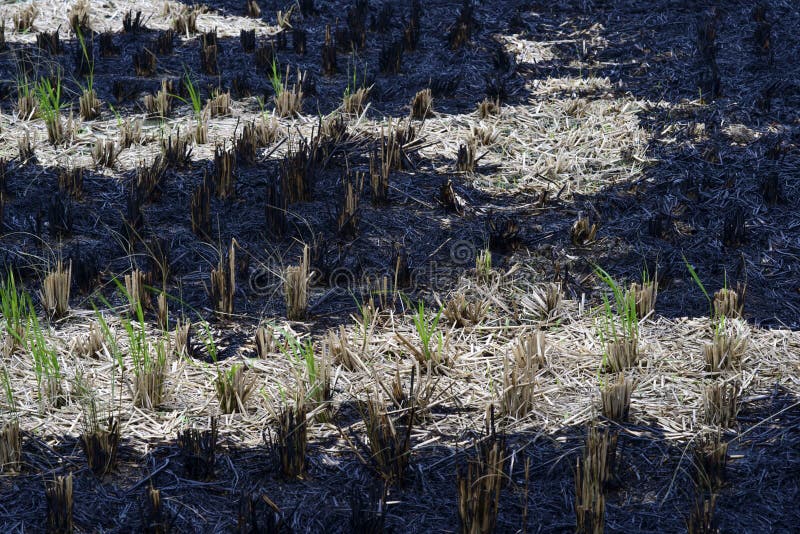 Traces of Burned Straw in the Field Stock Image - Image of farm ...