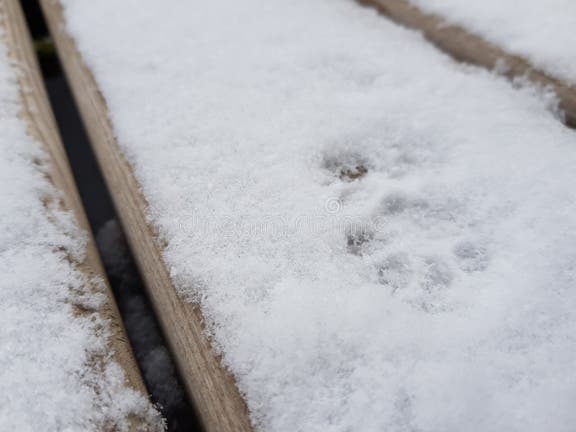 Cat paw prints in the snow stock image. Image of winter - 200051013