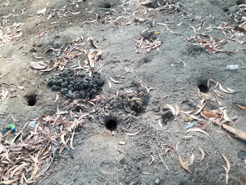 Traces of Crab Digging in the Beach Sand Stock Photo - Image of ...