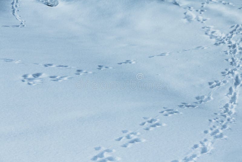 Traces D'animal Sur La Neige Image stock - Image du course, faune: 24629327