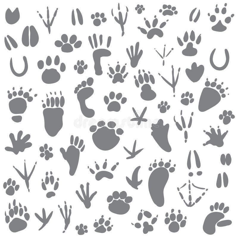 Traces des animaux illustration de vecteur. Illustration du nature ... Traces des animaux illustration de vecteur. Illustration du nature ...