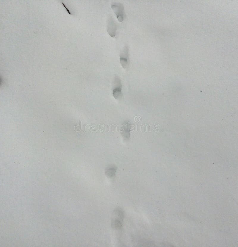 Traces Des Animaux Dans La Neige Photo stock - Image du sauvage ...
