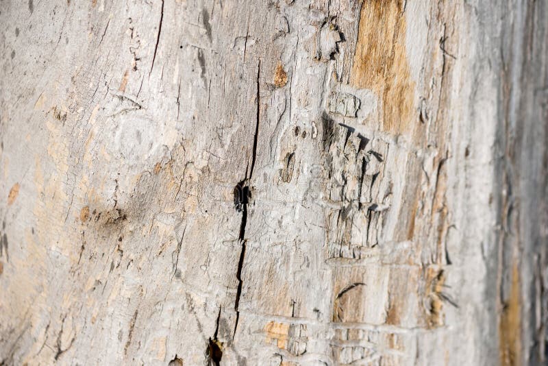 Les Traces De Termites Mangent Du Bois, Le Faisceau De Bois De La Porte ...