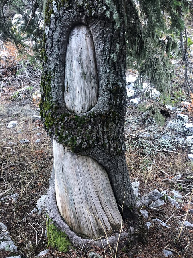 Traces Formed on Trunks in Forest Trees and Their Creative Visuals ...