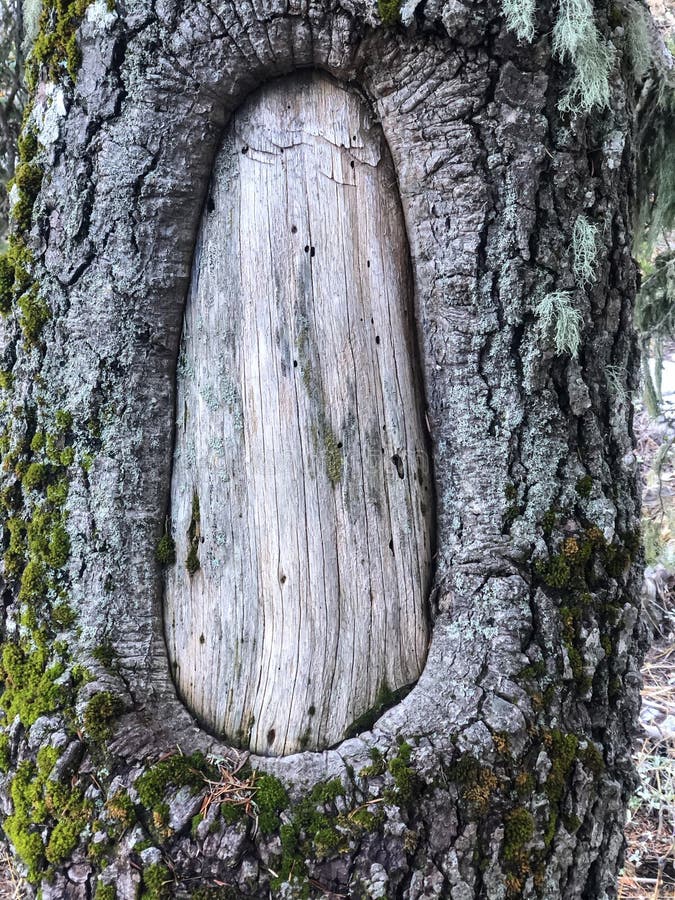 Traces Formed on Trunks in Forest Trees and Their Creative Visuals ...