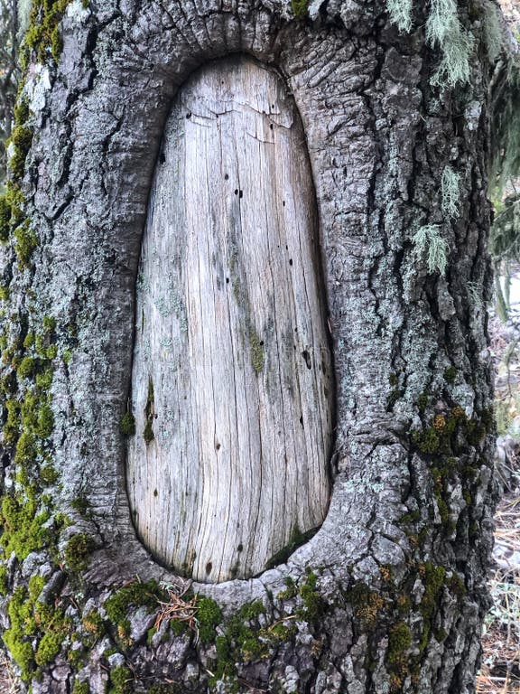 Traces Formed on Trunks in Forest Trees and Their Creative Visuals ...