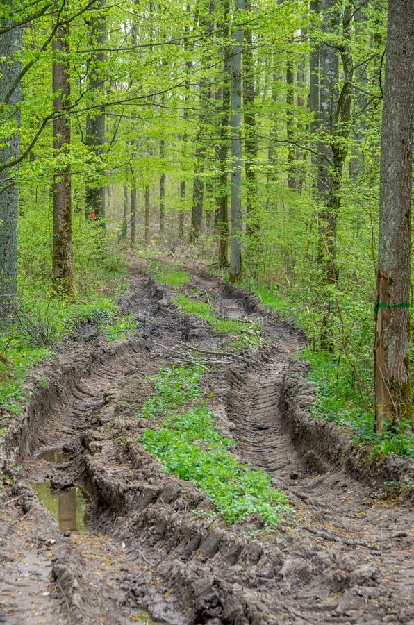 Traces of Heavy Forestry Machines in the Light Spring Forest Stock ...