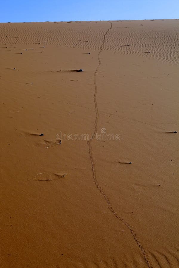 Traces of Insects in the Fine Saharan Sand, Morocco Stock Image - Image ...