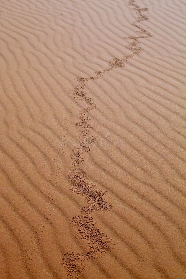 Traces of Insects in the Fine Saharan Sand, Morocco Stock Photo - Image ...