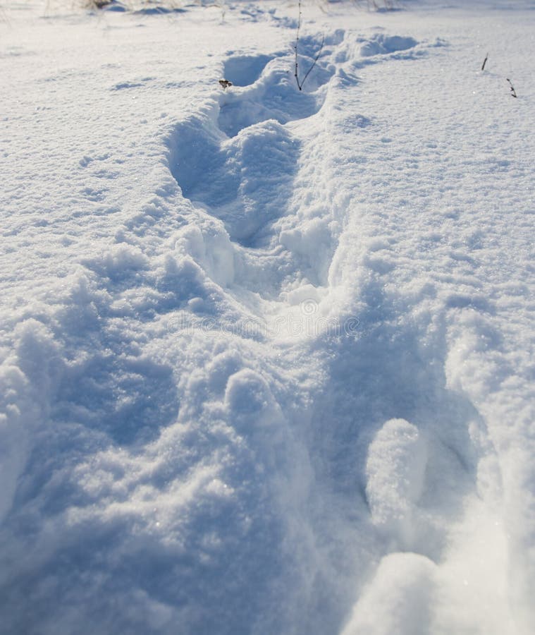 Traces of a Man in the Snow in Winter Stock Photo - Image of background ...