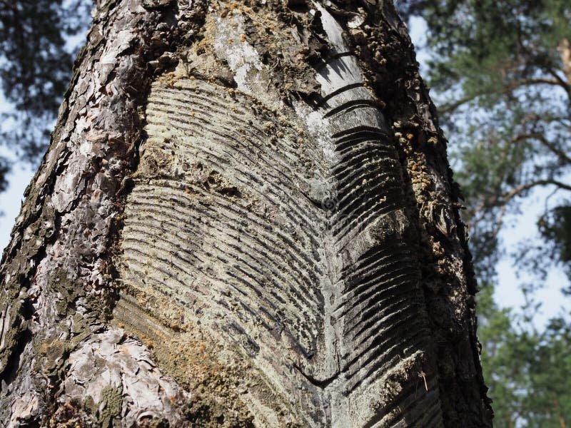Traces and Notches on the Trunk of the Tree after the Collection of ...