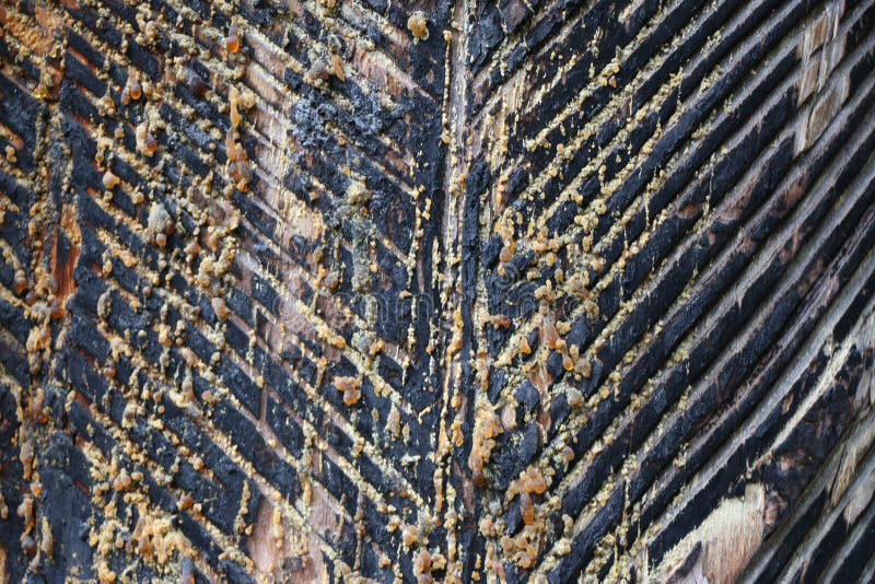 Texture of Notches on the Pine Bark for Resin Extraction Stock Image ...