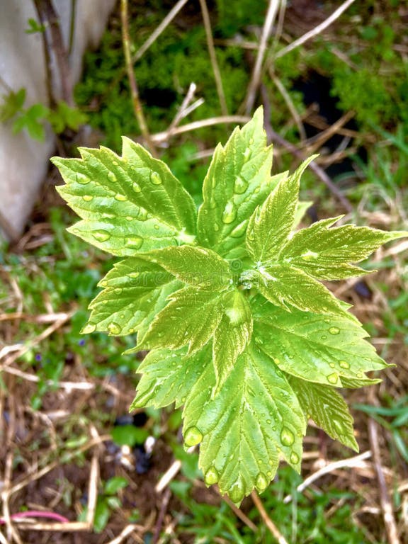 Traces of rain stock photo. Image of water, leaf, traces - 142596104