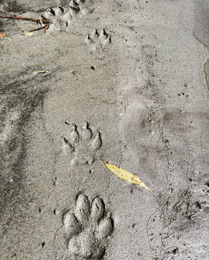Traces in the sand stock photo. Image of walking, dogs - 96740648