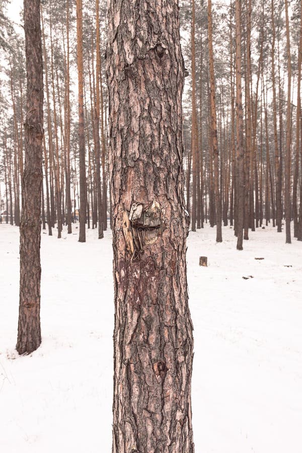 Traces of Shots and Projectiles on the Bark of a Tree Stock Photo ...