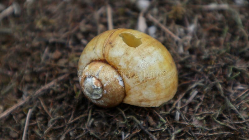 Traces of Snail or Snail Shells Stock Image - Image of aquarium, ocean ...