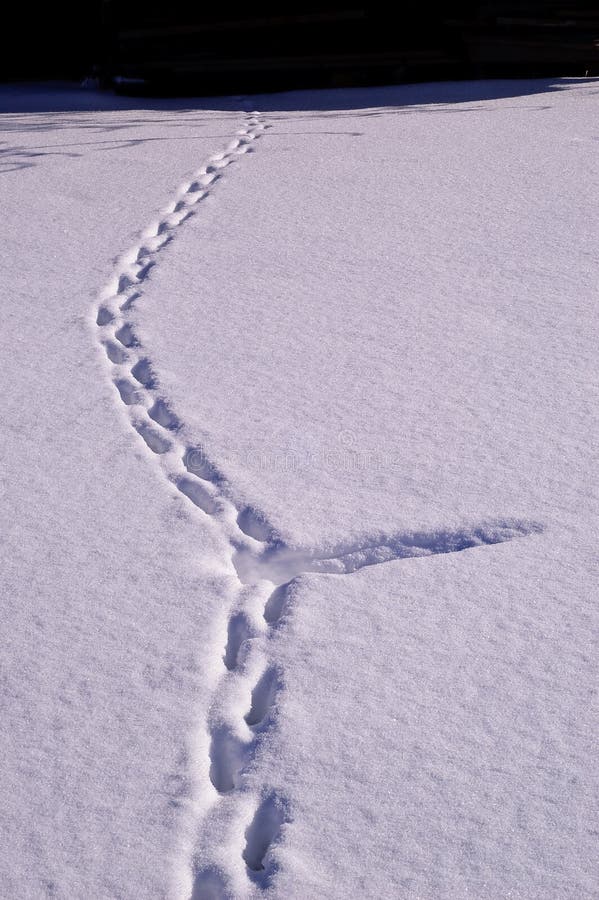 Traces on snow stock photo. Image of single, field, forward - 12908004