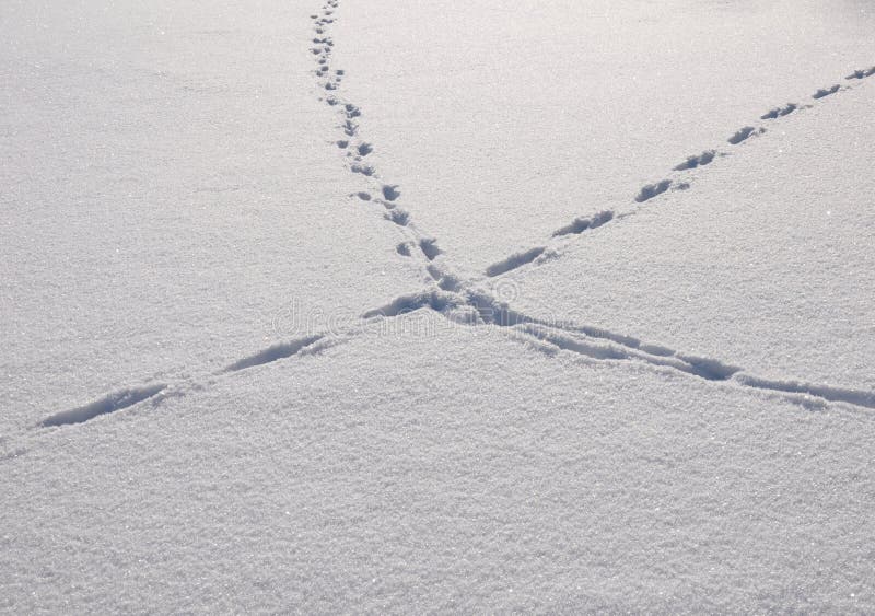 Geese Tracks on Snow stock photo. Image of wildlife, snow - 38406152